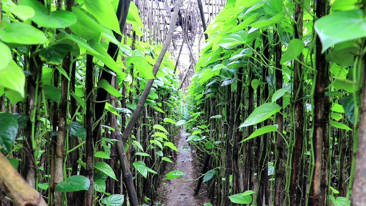 Tata Steel Foundation empowers farmers in cyclone-prone Ganjam district ...