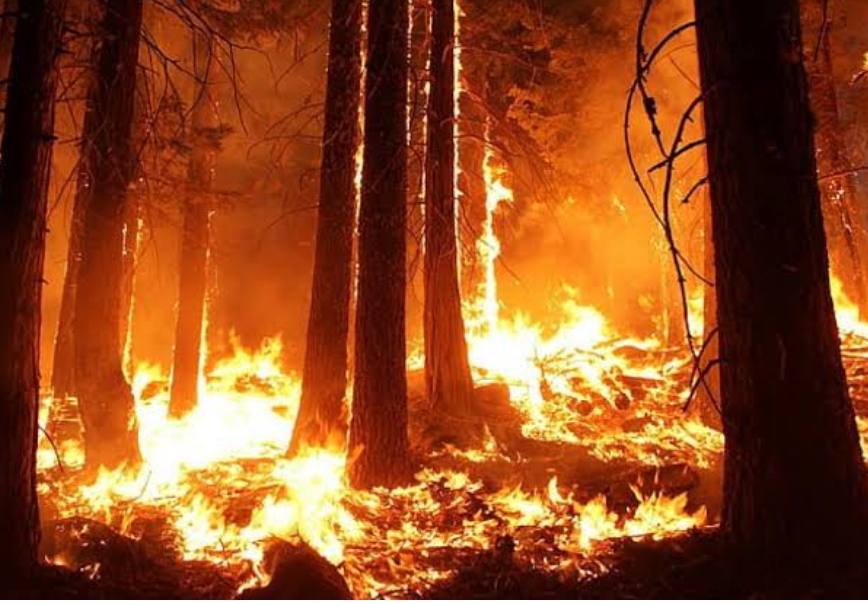 Forest Fire Prevention Programme to Protect Forests from Fire - Odisha ...